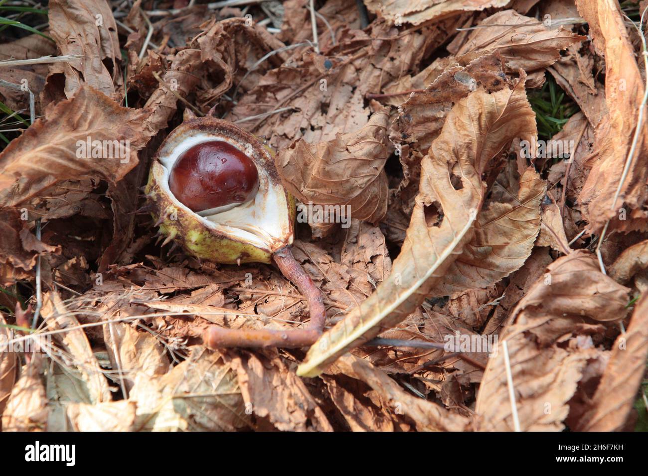 October is the month when Horse Chestnut trees usually produce their ...