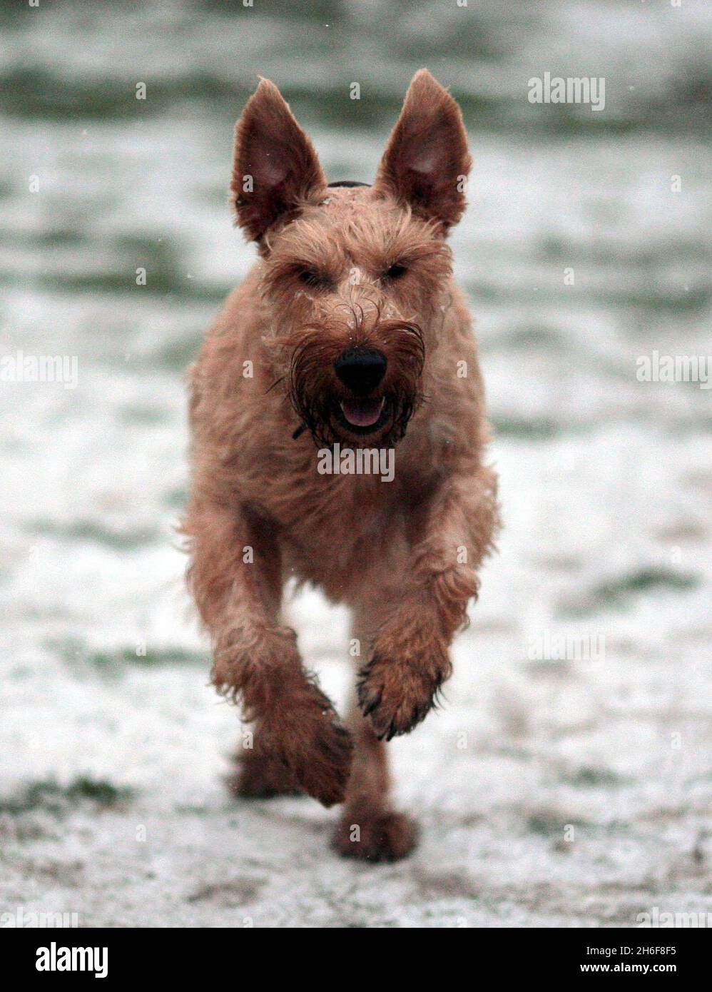 Fell hound hi-res stock photography and images - Alamy