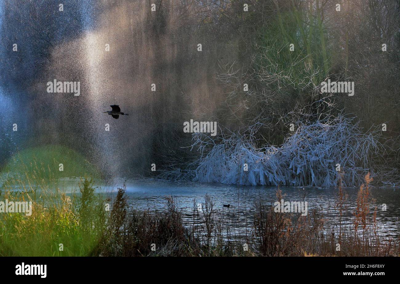 Birds fly past trees covered in frozen spray from a fountain in St ...