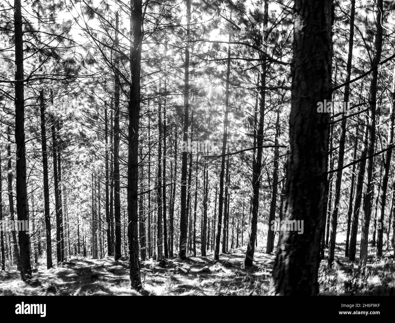 Looking downhill through the straight pine tree trunks of a plantation ...