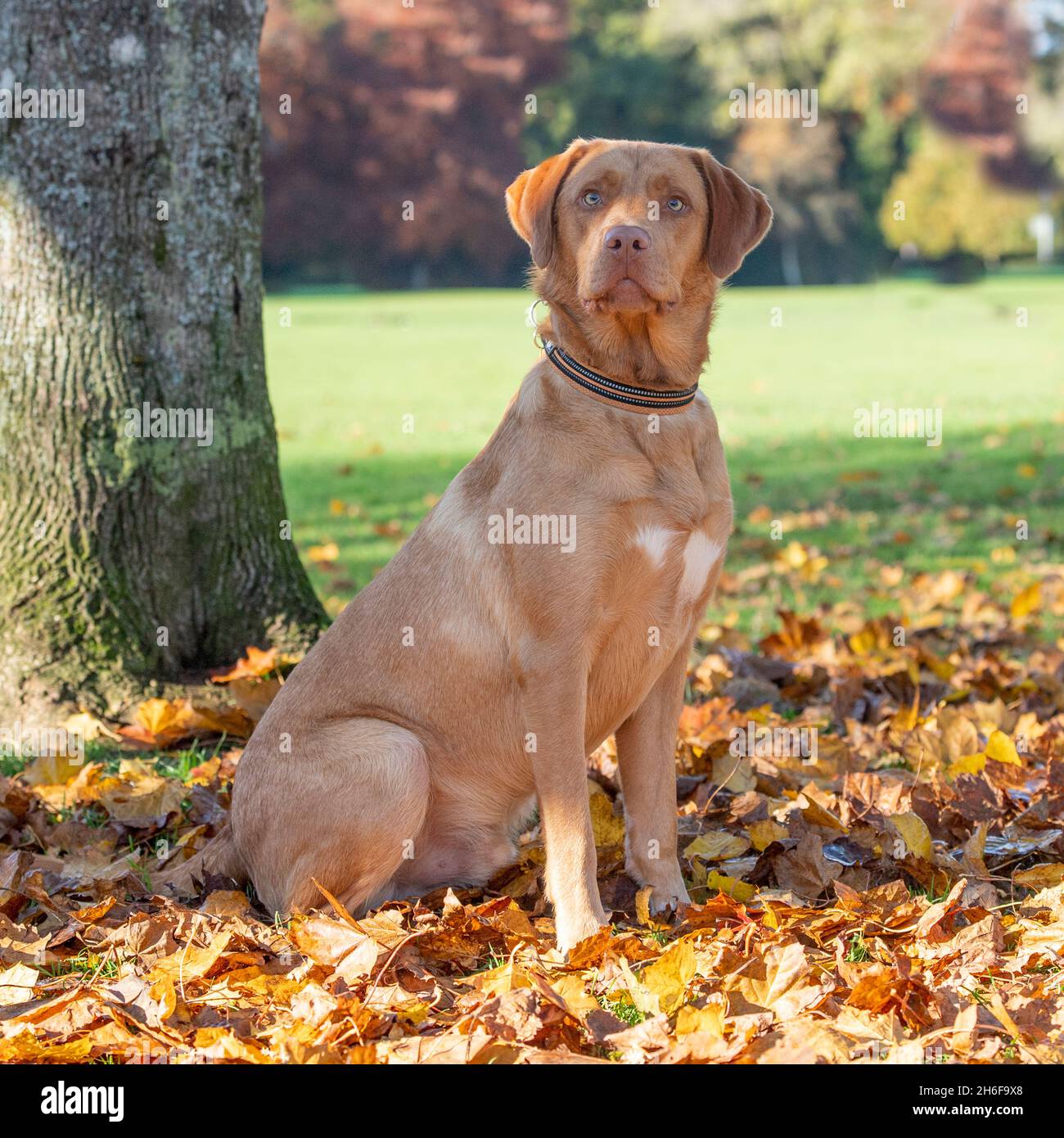 Fox red labrador retriever hi-res stock photography and images - Alamy