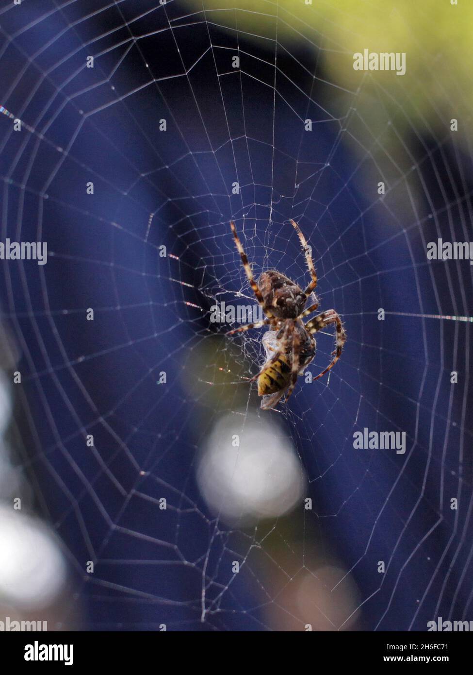 The population of spiders has exploded due to the warmer weather ...