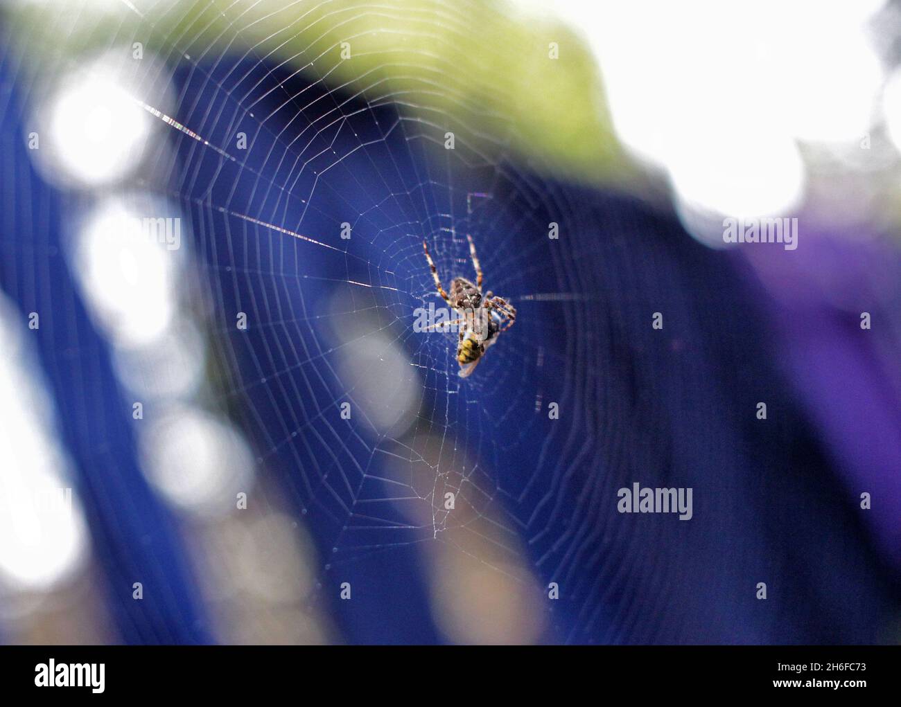 The population of spiders has exploded due to the warmer weather ...