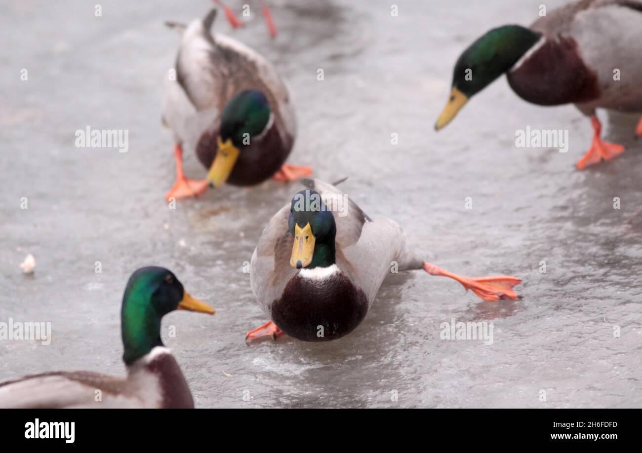 Birds slide on the ice at Connaught Waters in Chingford this afternoon ...