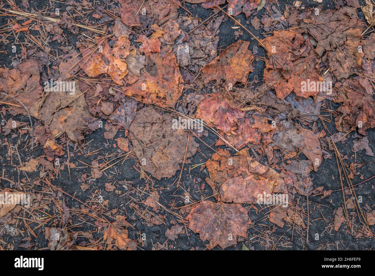 Fallen colorful autumn leaves laying on the trail in the forest getting ...