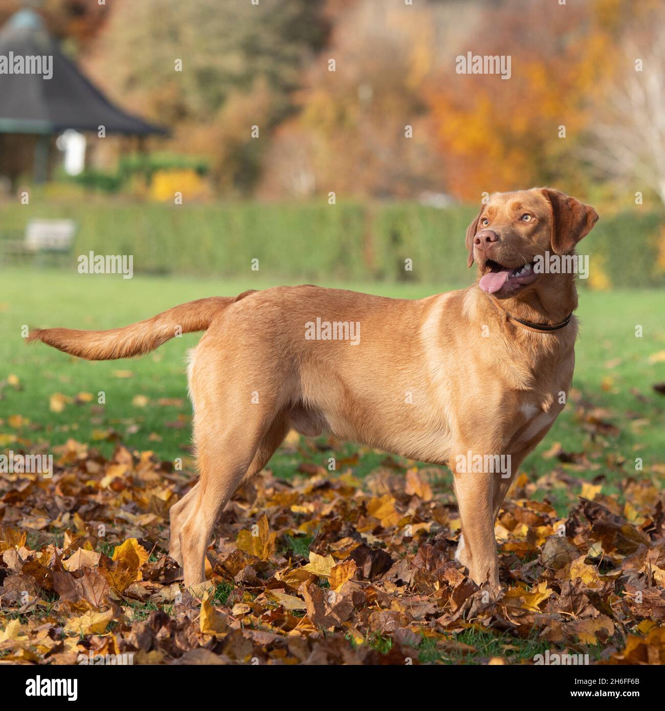 Fox red labrador retriever hi-res stock photography and images - Alamy