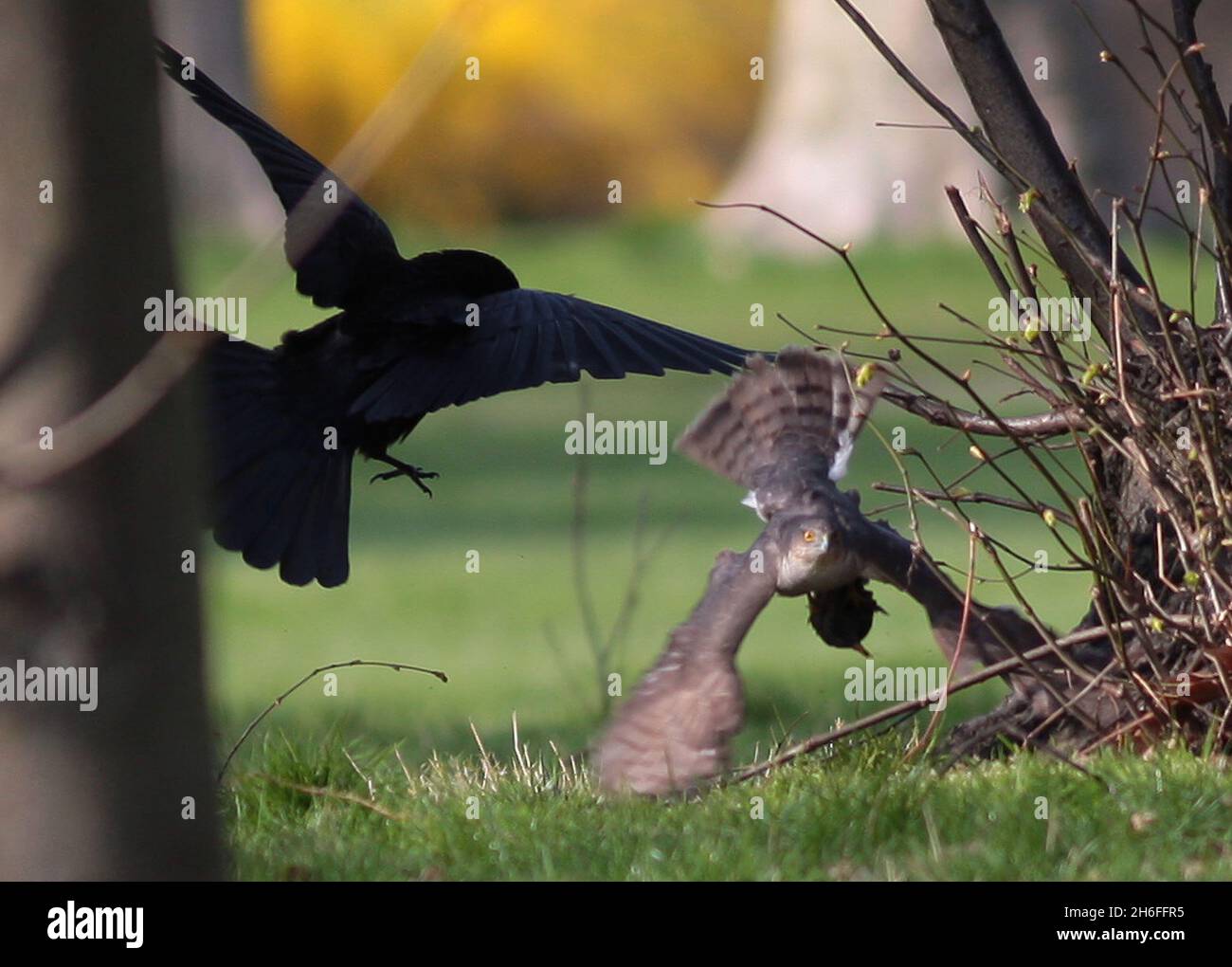 A sparrow hawk kills a starling only to be attacked for his supper by a ...