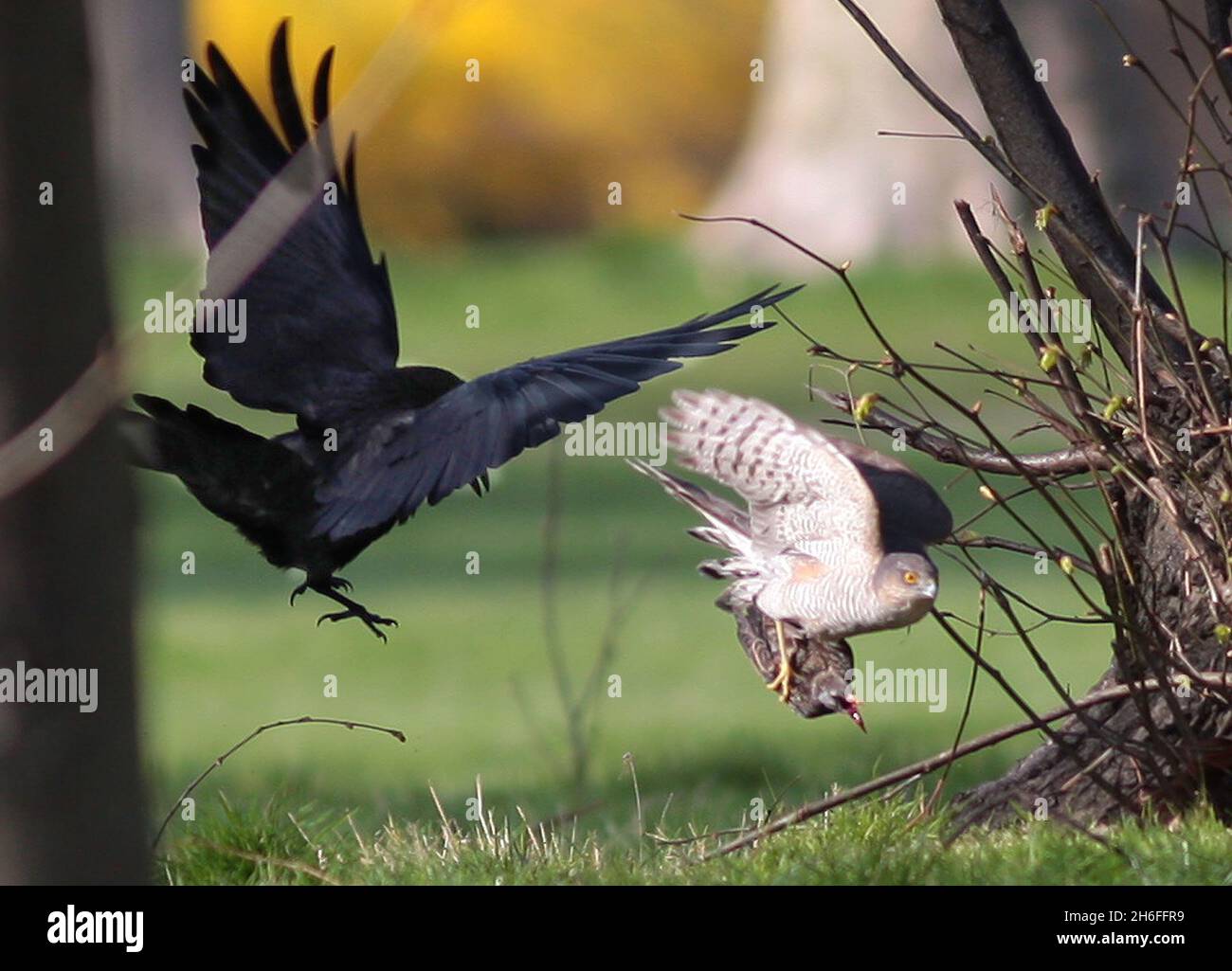 A sparrow hawk kills a starling only to be attacked for his supper by a ...