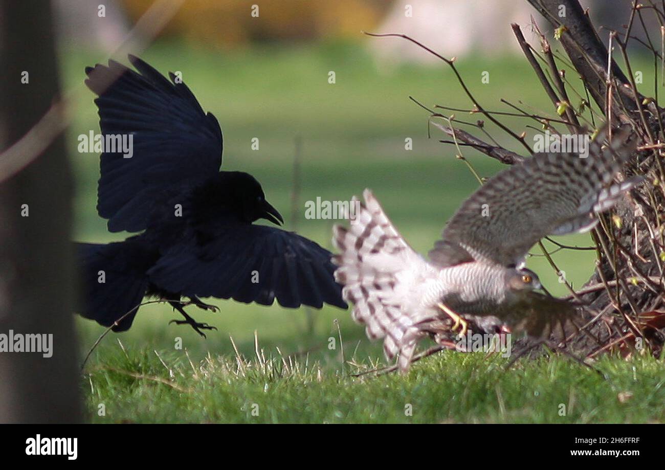 A sparrow hawk kills a starling only to be attacked for his supper by a ...