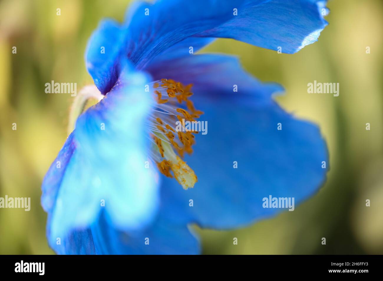Blue meconopsis seed hi-res stock photography and images - Alamy