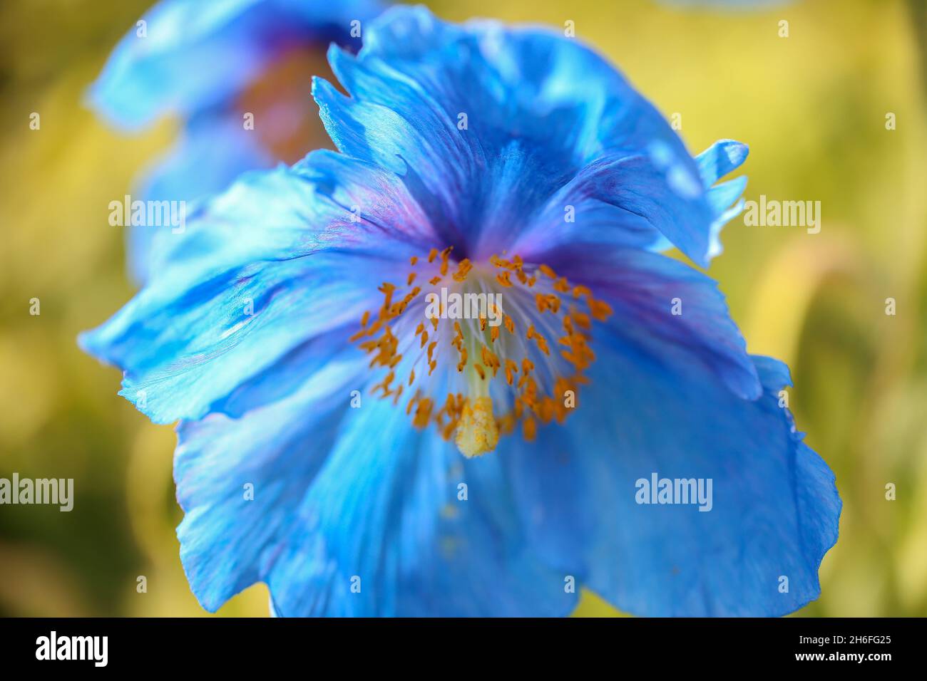 Blue meconopsis seed hi-res stock photography and images - Alamy