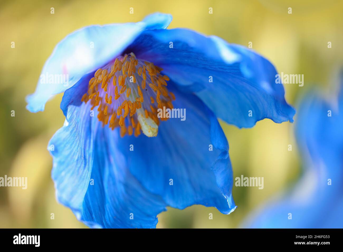 Blue meconopsis seed hi-res stock photography and images - Alamy