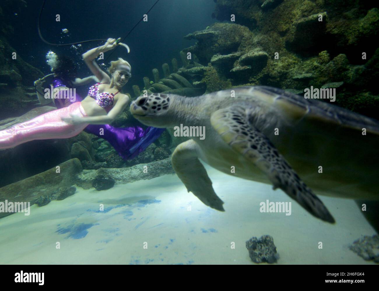 Underwater ballet artists Weeki Wachee Mermaids made their London debut ...