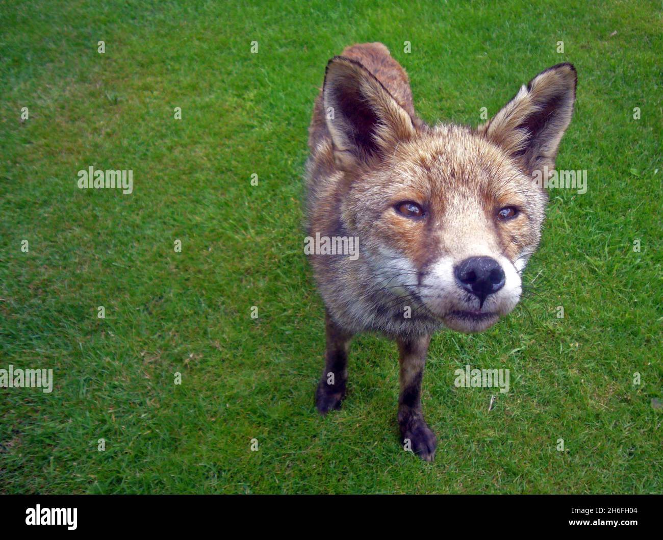 File image of a fox caught sitting on a sofa in a house in London. 9 ...