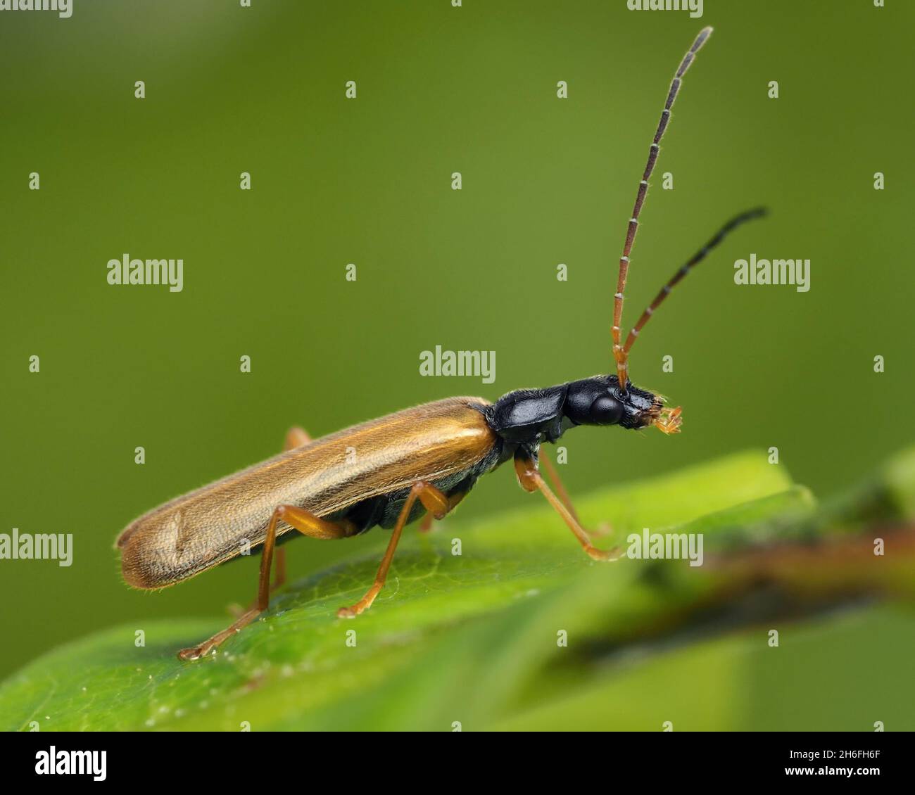 Rhagonycha lignosa Soldier Beetle at rest on leaf. Tipperary, Ireland ...