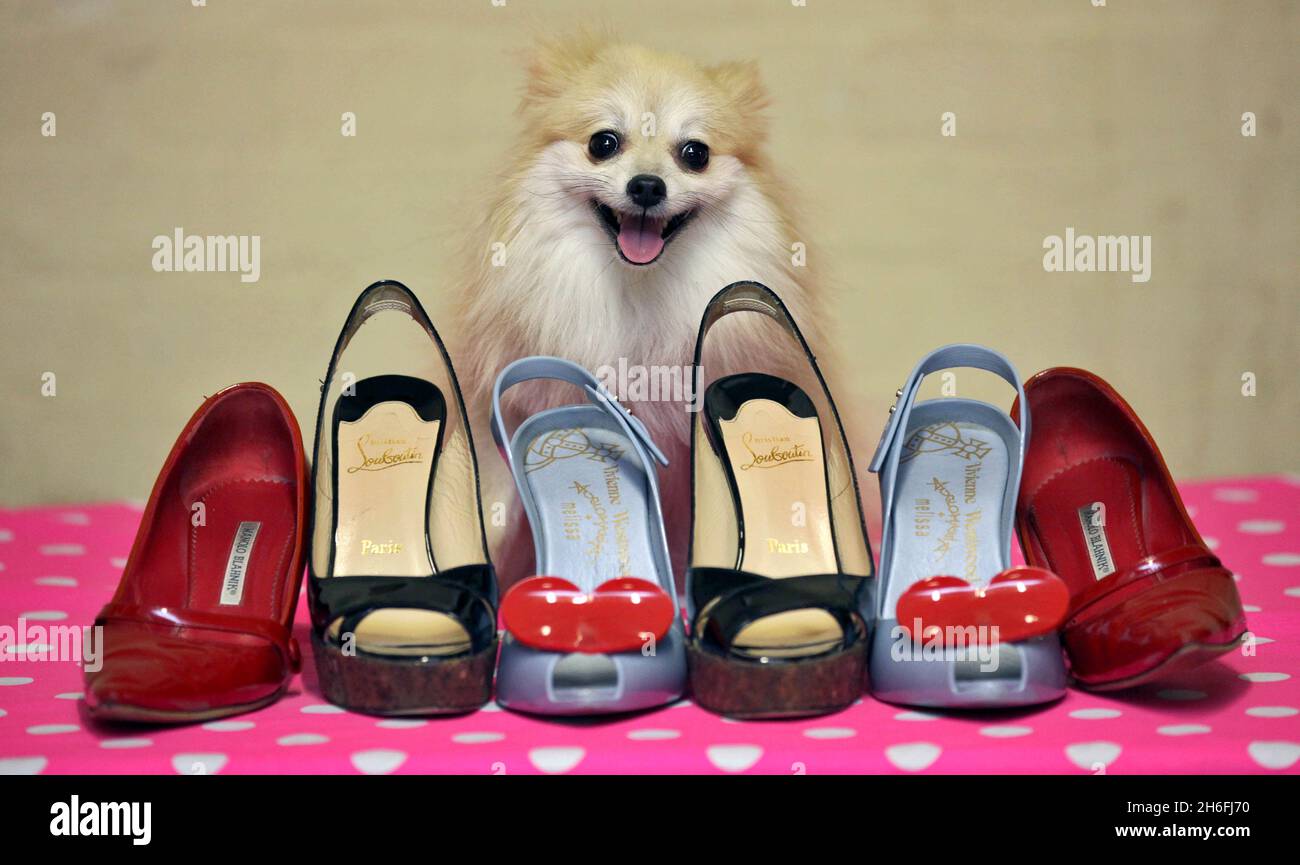 Butters the dog preens herself in readiness for Covent Gardens Fashion ...