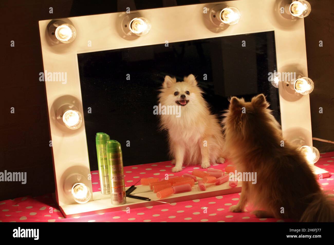Butters the dog preens herself in readiness for Covent Gardens Fashion ...