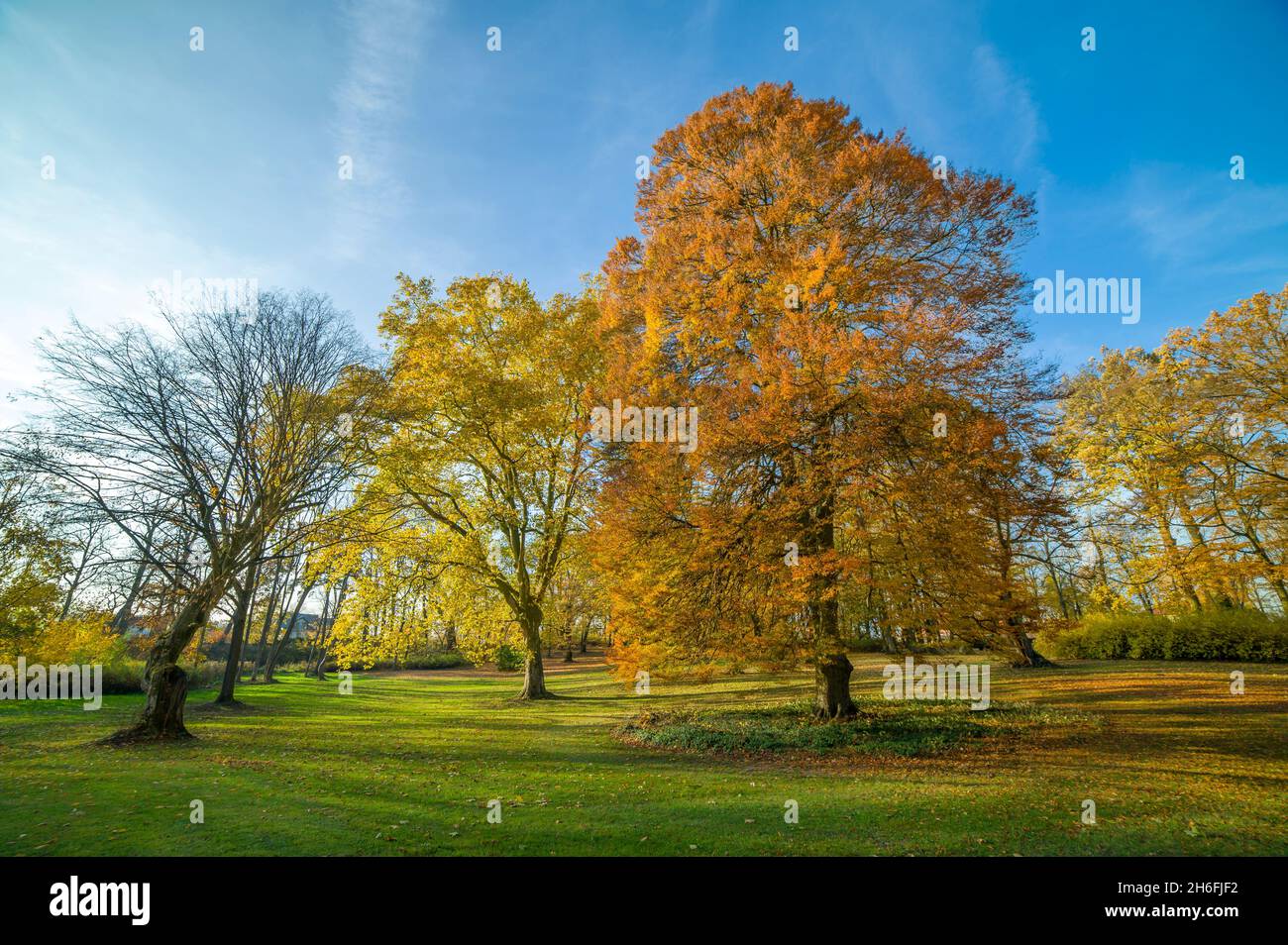 Beautiful autumn trees, golden autumn Stock Photo - Alamy