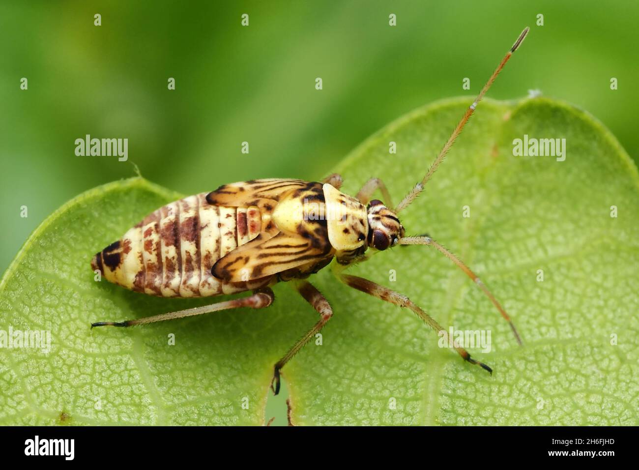 Striped Oak bug nymph (Rhabdomiris striatellus) resting on oak leaf ...