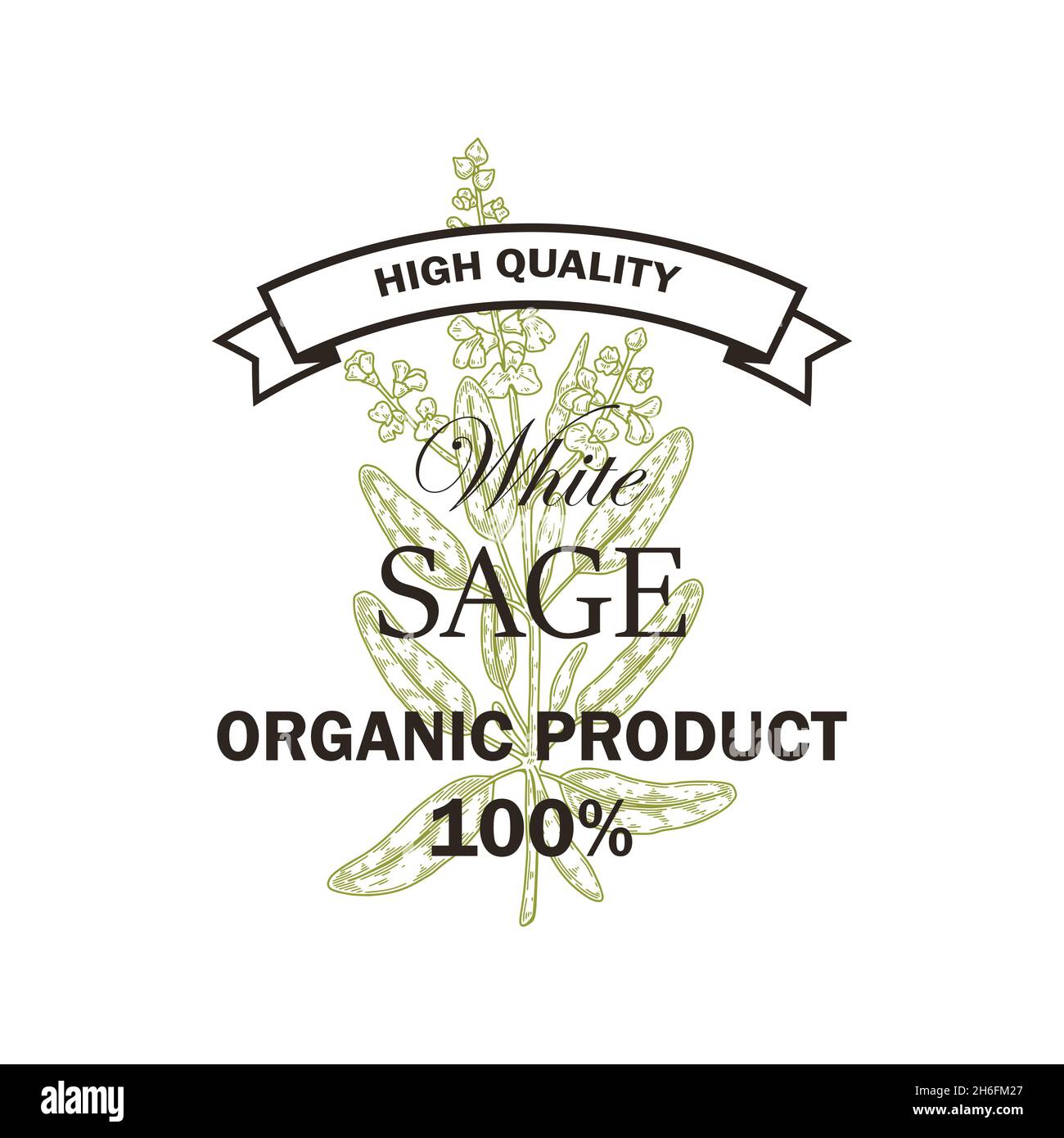 Salvia officinalis illustration Stock Vector Images - Alamy