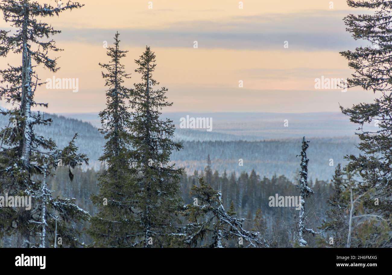 snowy trees in a fell landscape in Finnish Lapland Stock Photo - Alamy