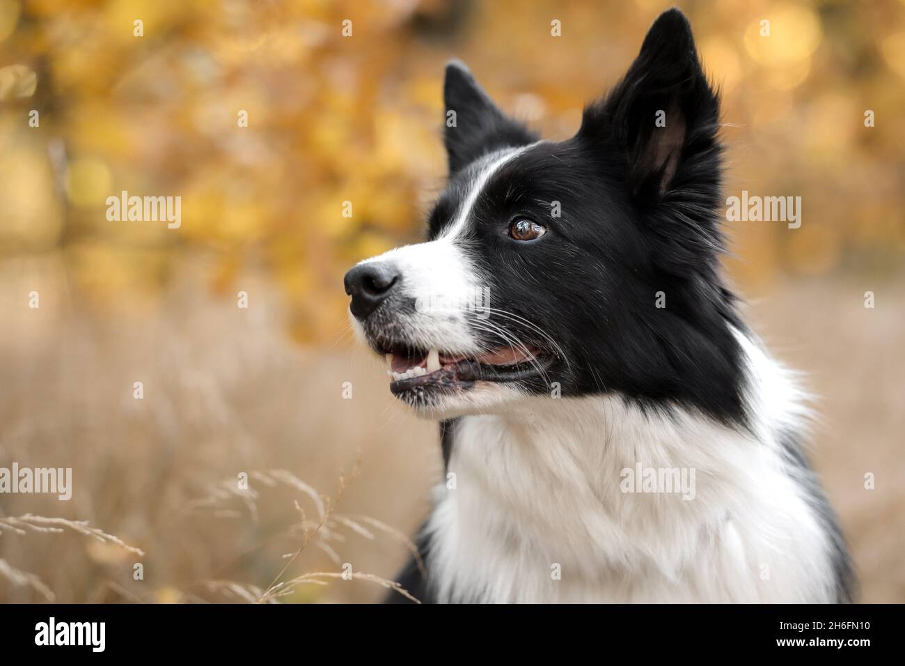 Lovely Portrait of Border Collie Head in Autumn Yellow Nature. Side ...