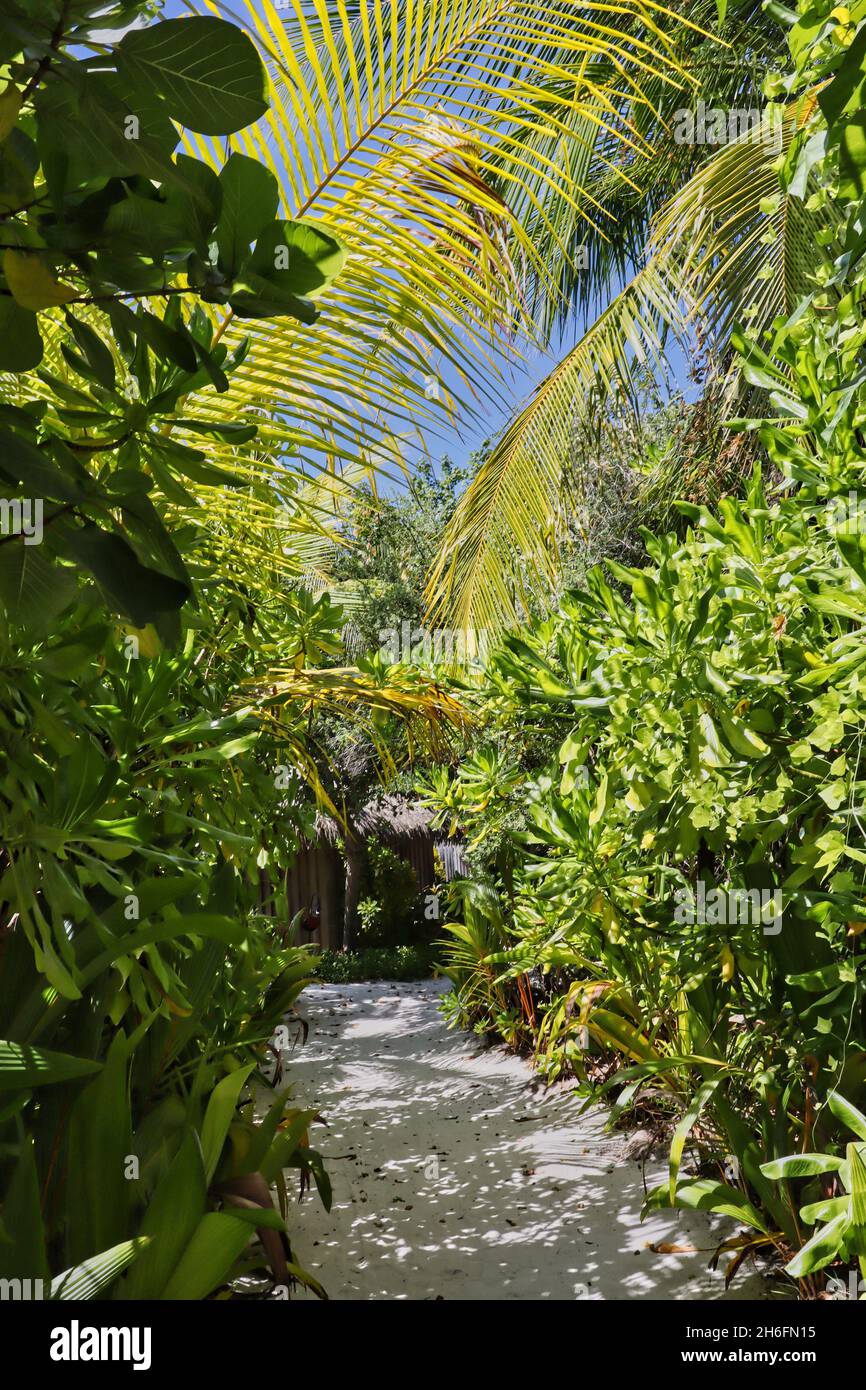 Tropical Green Trees and Bushes in Maldives. Exotic Scene of Sandy Path ...