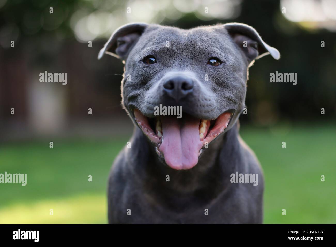 Close-up Portrait of Smiling English Staffordshire Bull Terrier in the ...
