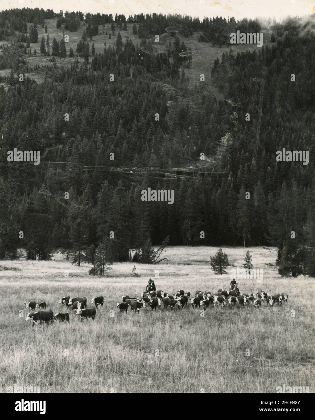 Forest grazing hi-res stock photography and images - Alamy