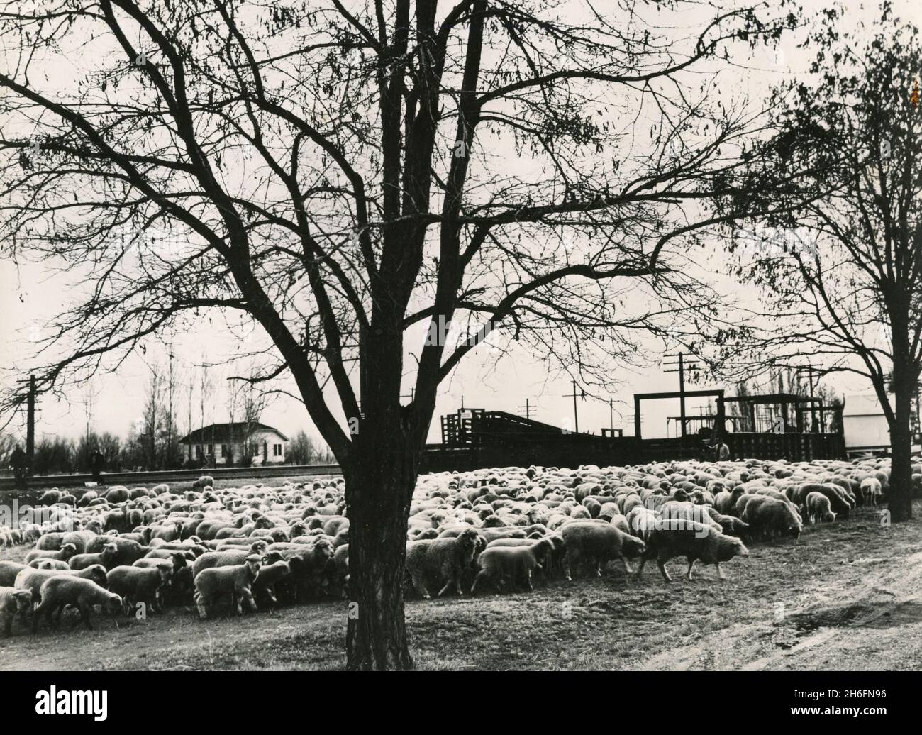 Sheep ranch in eastern Oregon, USA 1957 Stock Photo - Alamy
