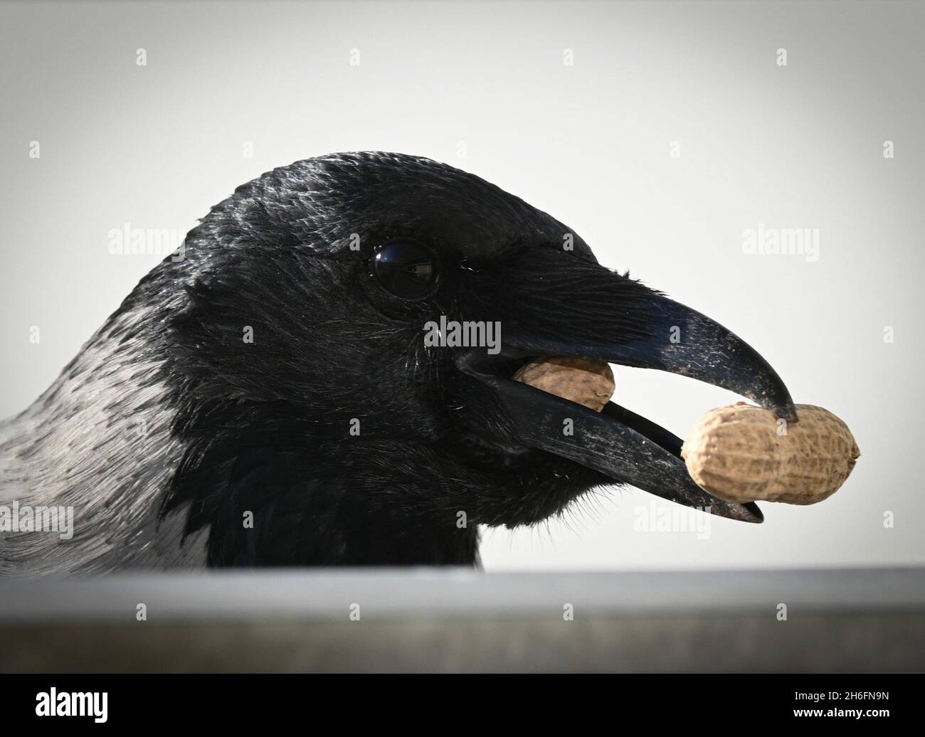 Berlin, Germany. 09th Oct, 2021. A crow carries two peanuts in its beak ...