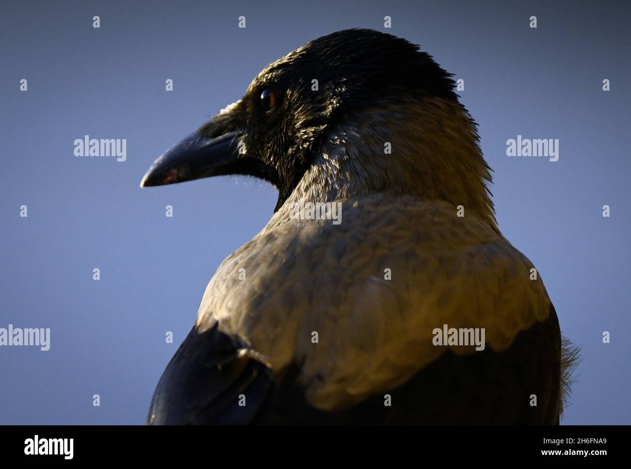 Berlin, Germany. 09th Oct, 2021. A crow with closed beak. Credit ...