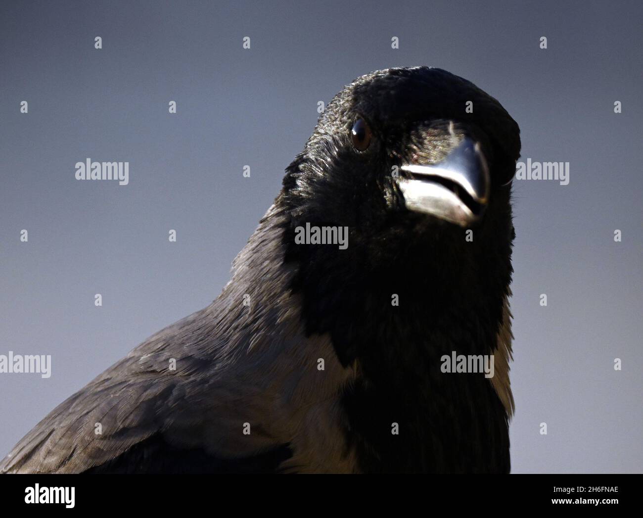 Berlin, Germany. 09th Oct, 2021. A crow with its beak slightly open ...