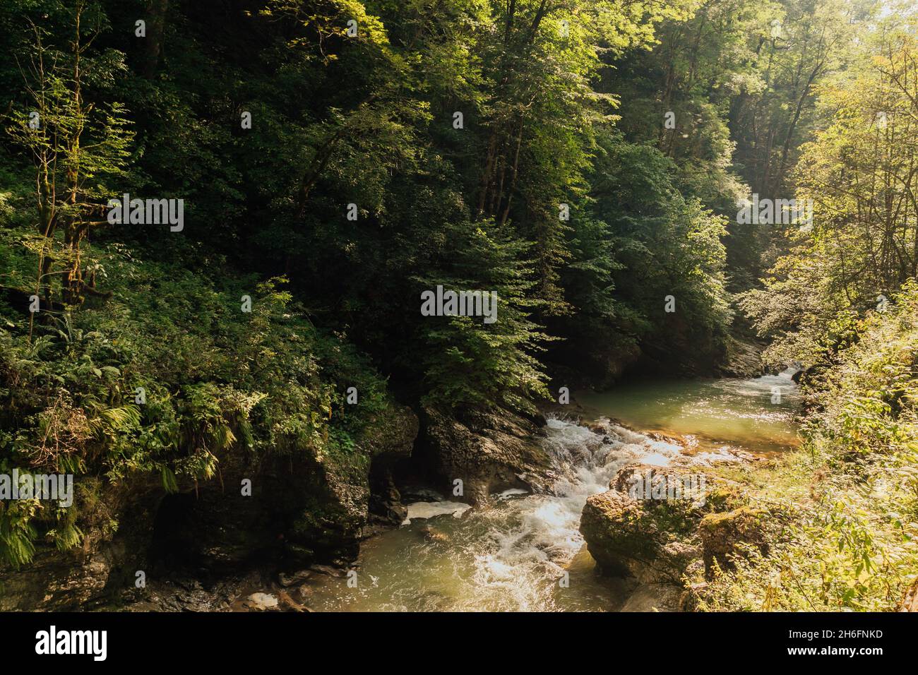gorge with a mountain river in a green forest Stock Photo - Alamy