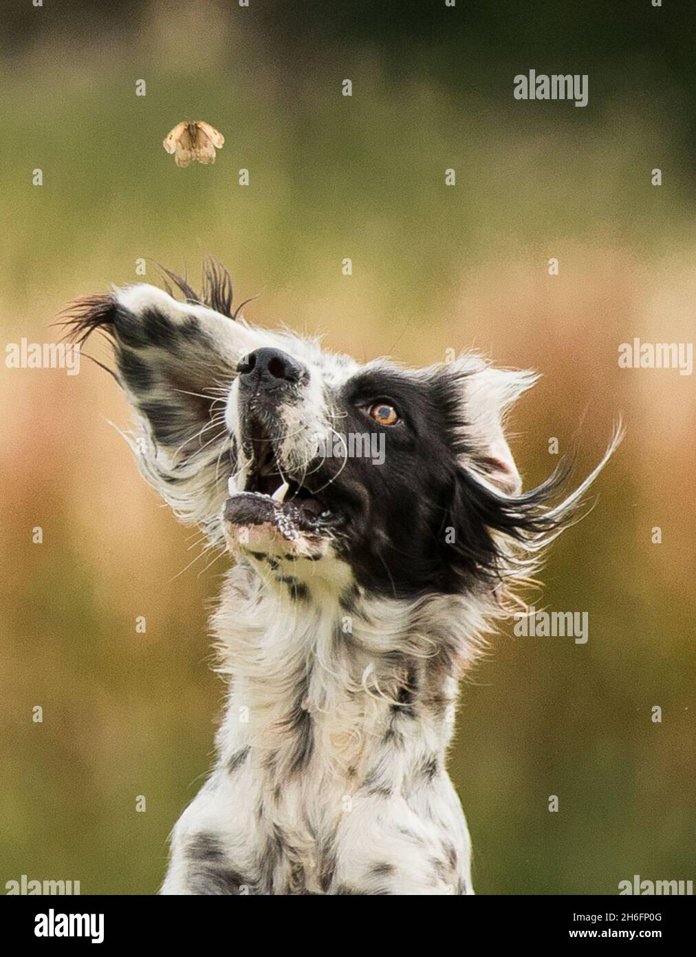 Working setter hi-res stock photography and images - Alamy