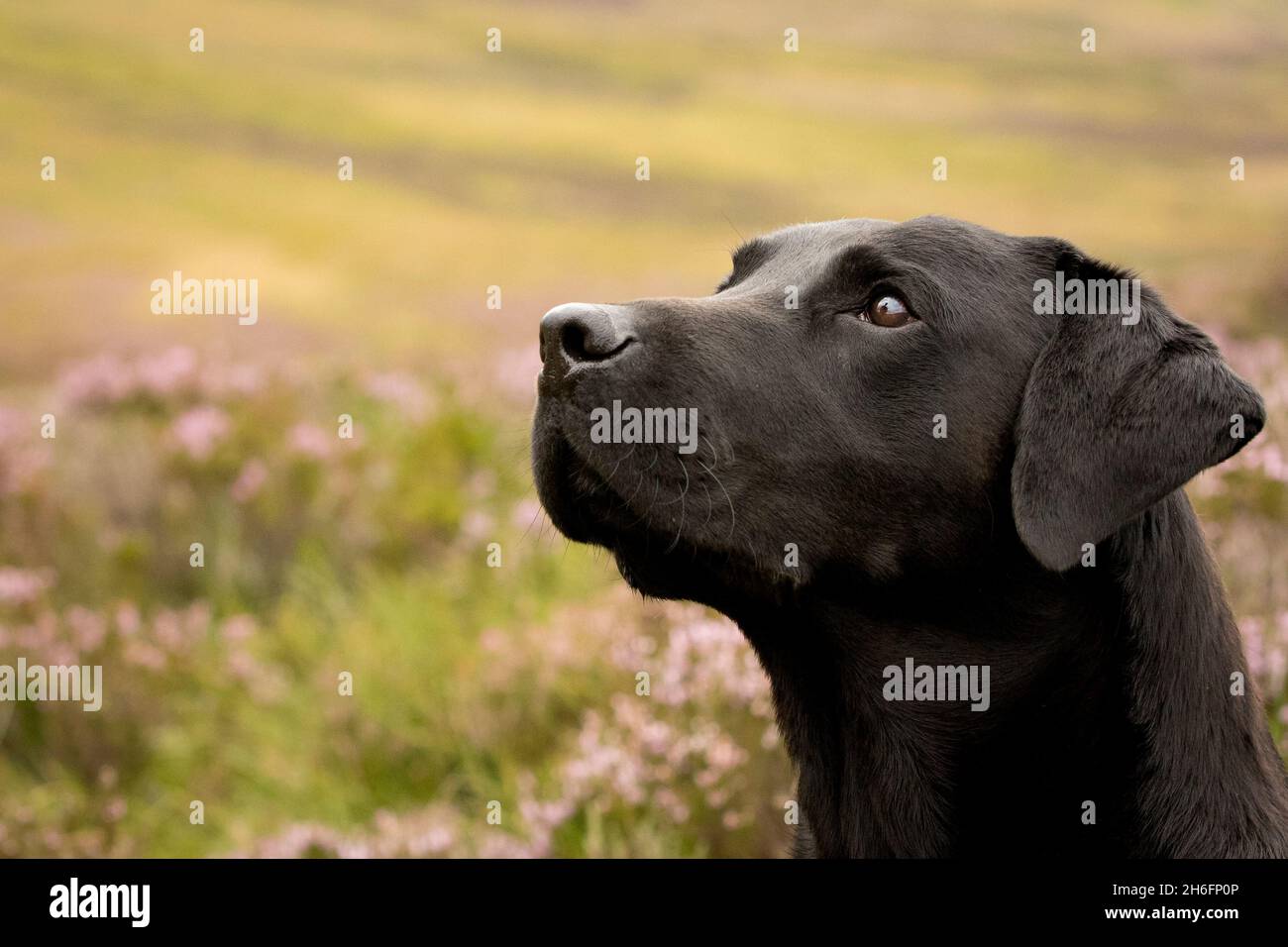 Black Labrador Retriever head shot on a grouse moor in Scotland Stock ...