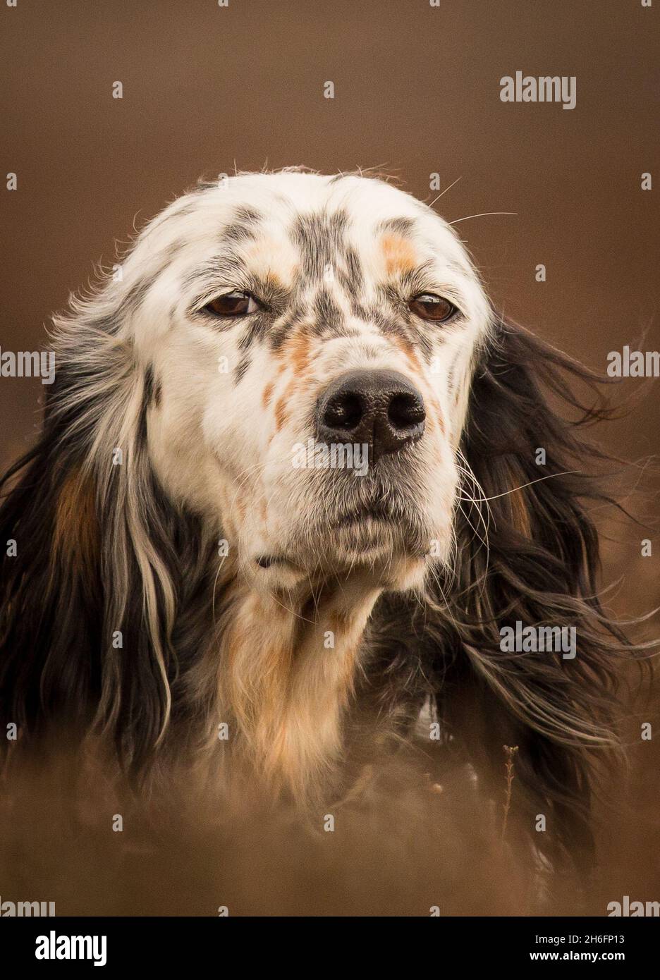 Hunting with an english setter hi-res stock photography and images - Alamy
