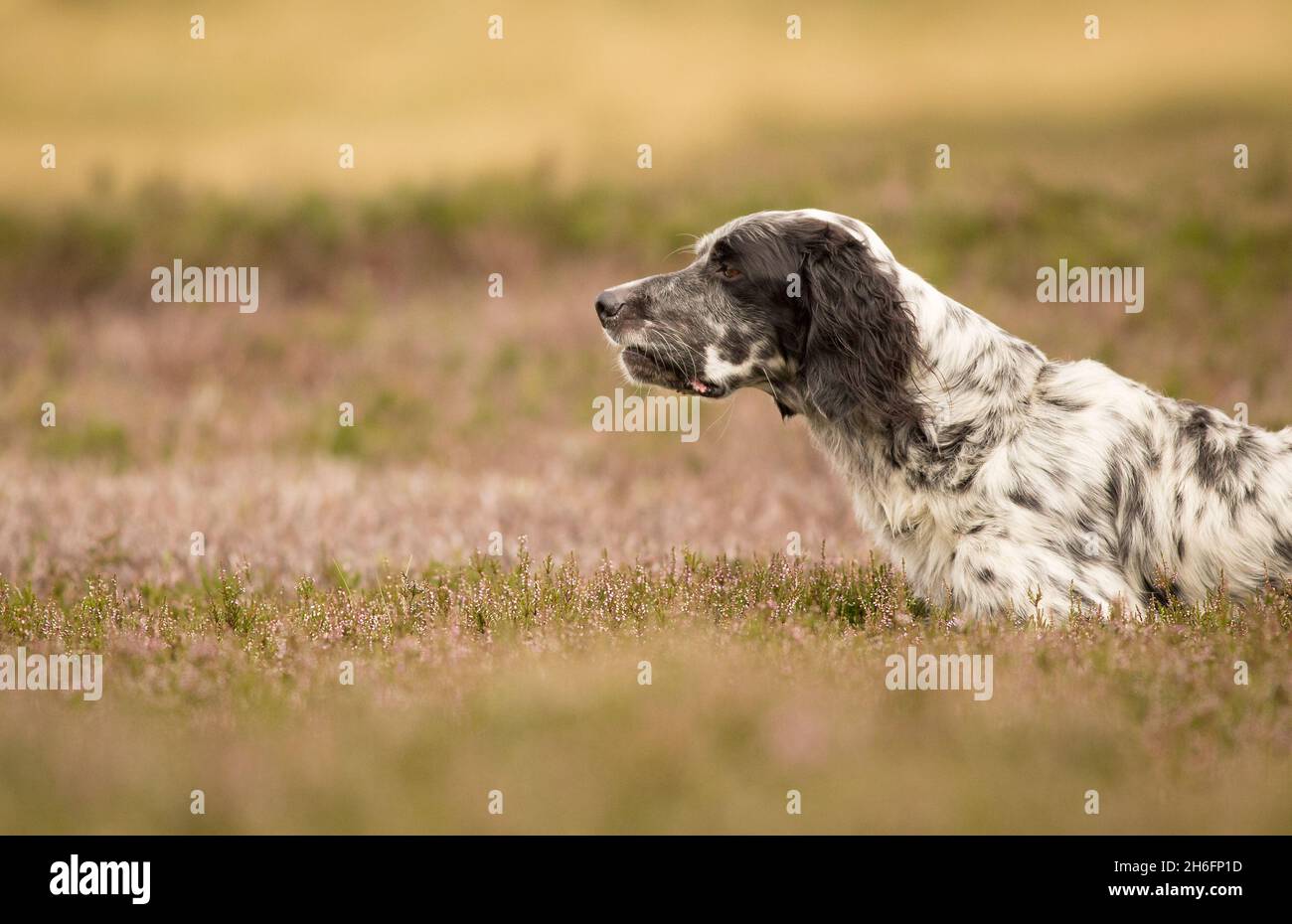 English Setter Pointing