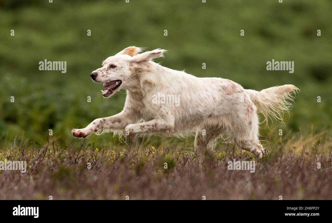 Working setter hi-res stock photography and images - Alamy