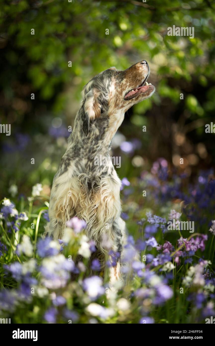 English Setter Show Dog in Bluebells bokeh Stock Photo - Alamy