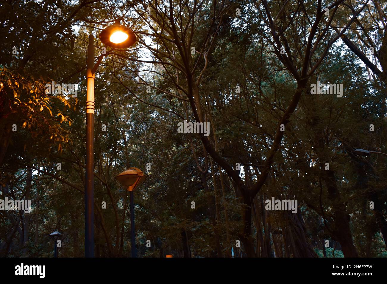 Low angle shot of a street light in a forest surrounded by trees Stock ...