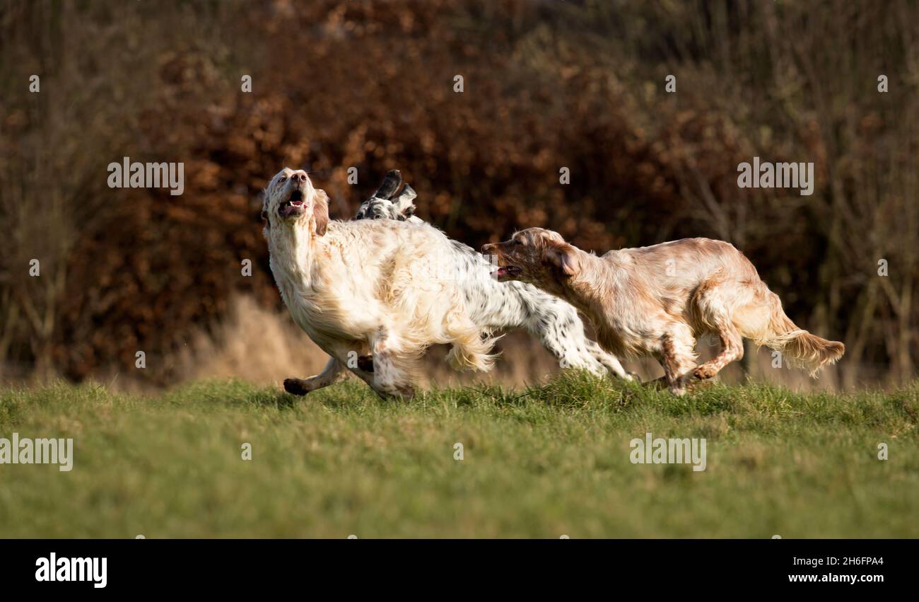 English Setters running in a field playing and having fun having Stock ...