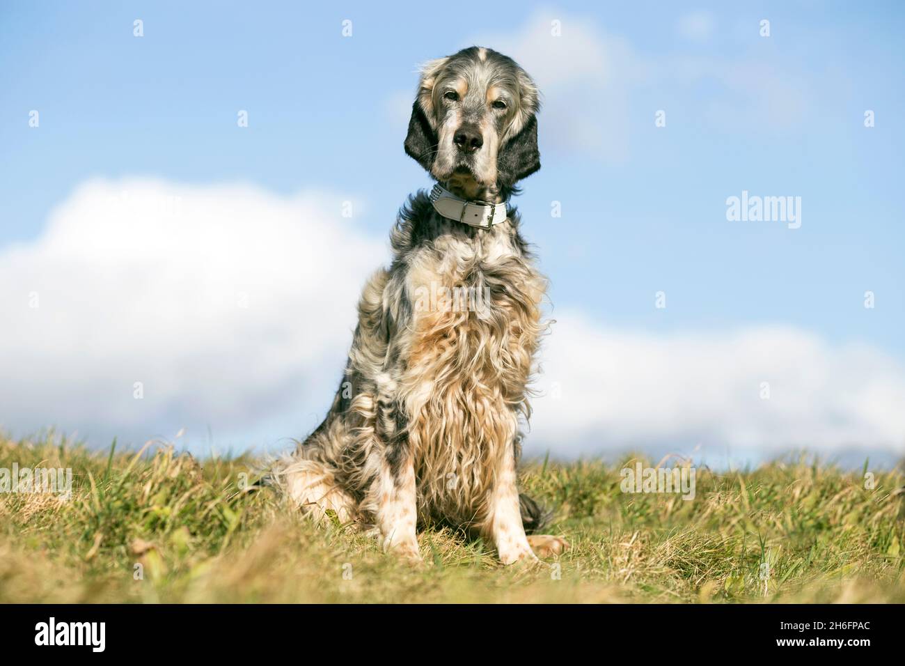 Older English Setter male Tri Coloured, outdoor portrait in a field ...