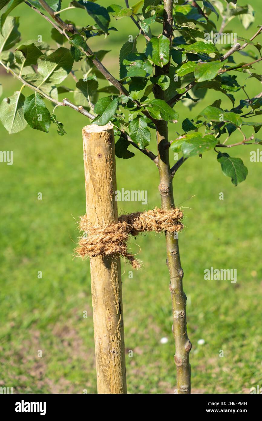 Vertical shot of the correct connection of a young tree in figure-eight ...