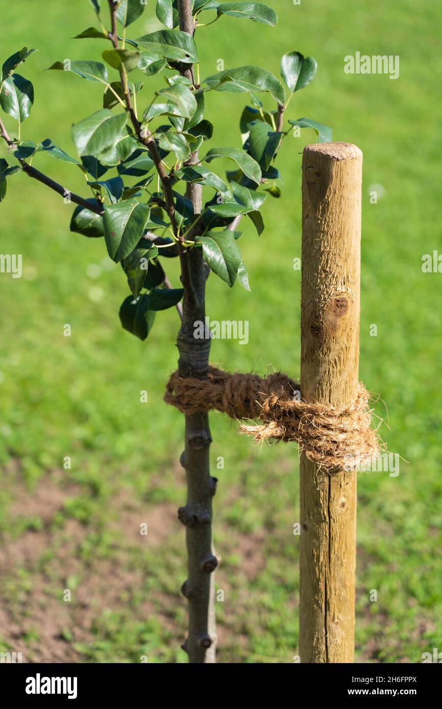 Vertical shot of the correct connection of a young tree in figure-eight ...