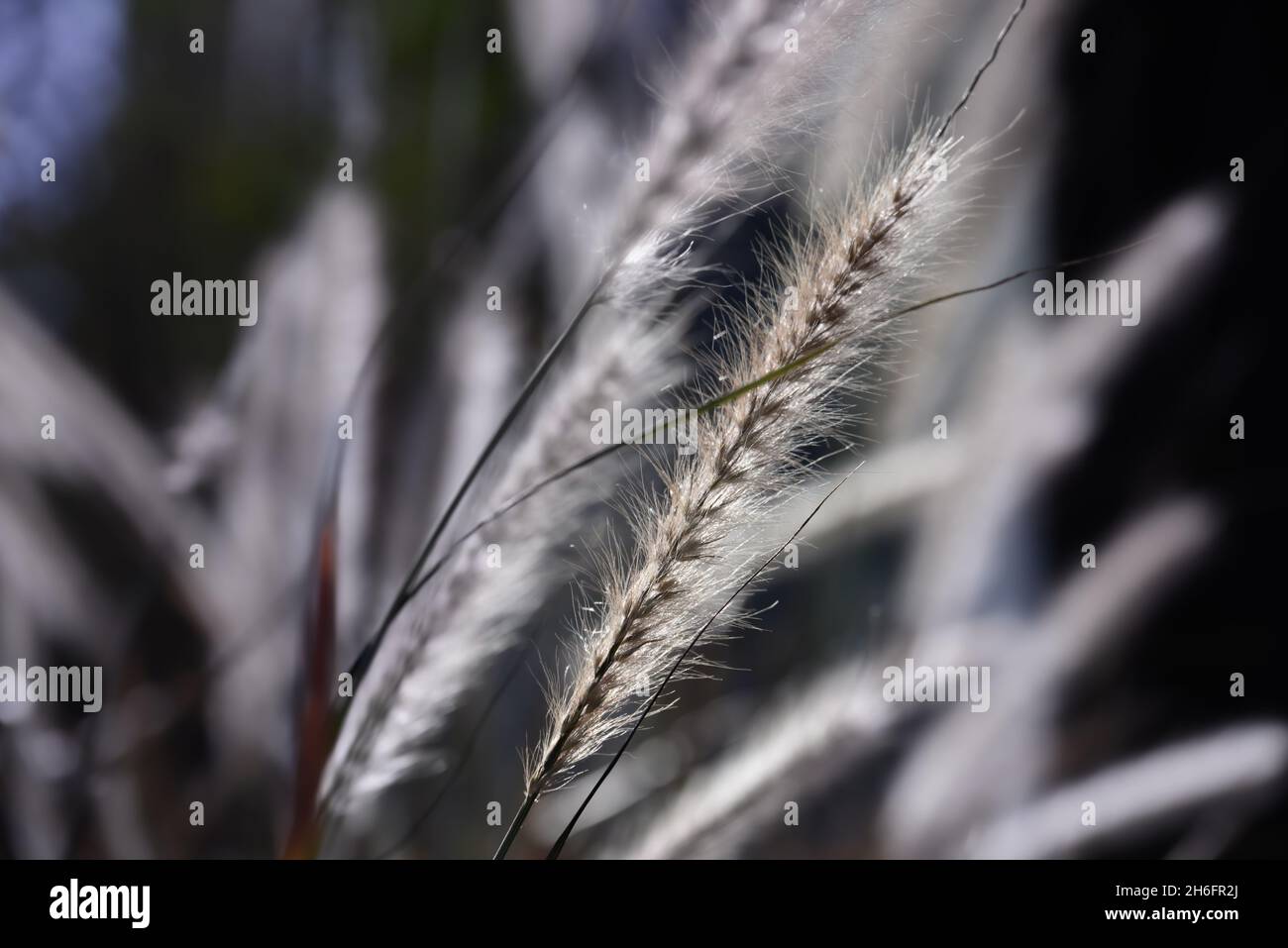 Grasses blowing in the wind hi-res stock photography and images - Alamy