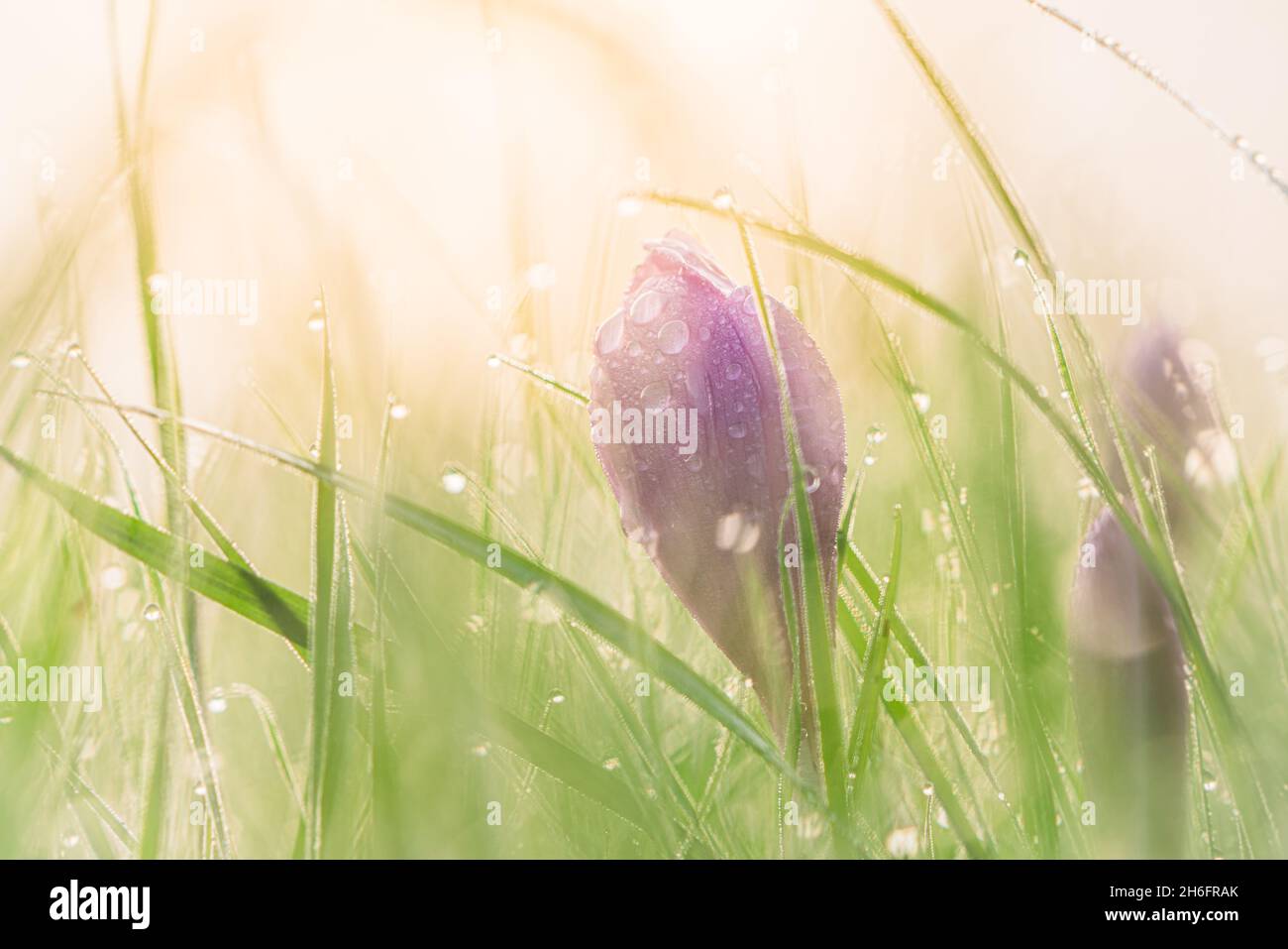 Crocus autumnale in grass hi-res stock photography and images - Alamy