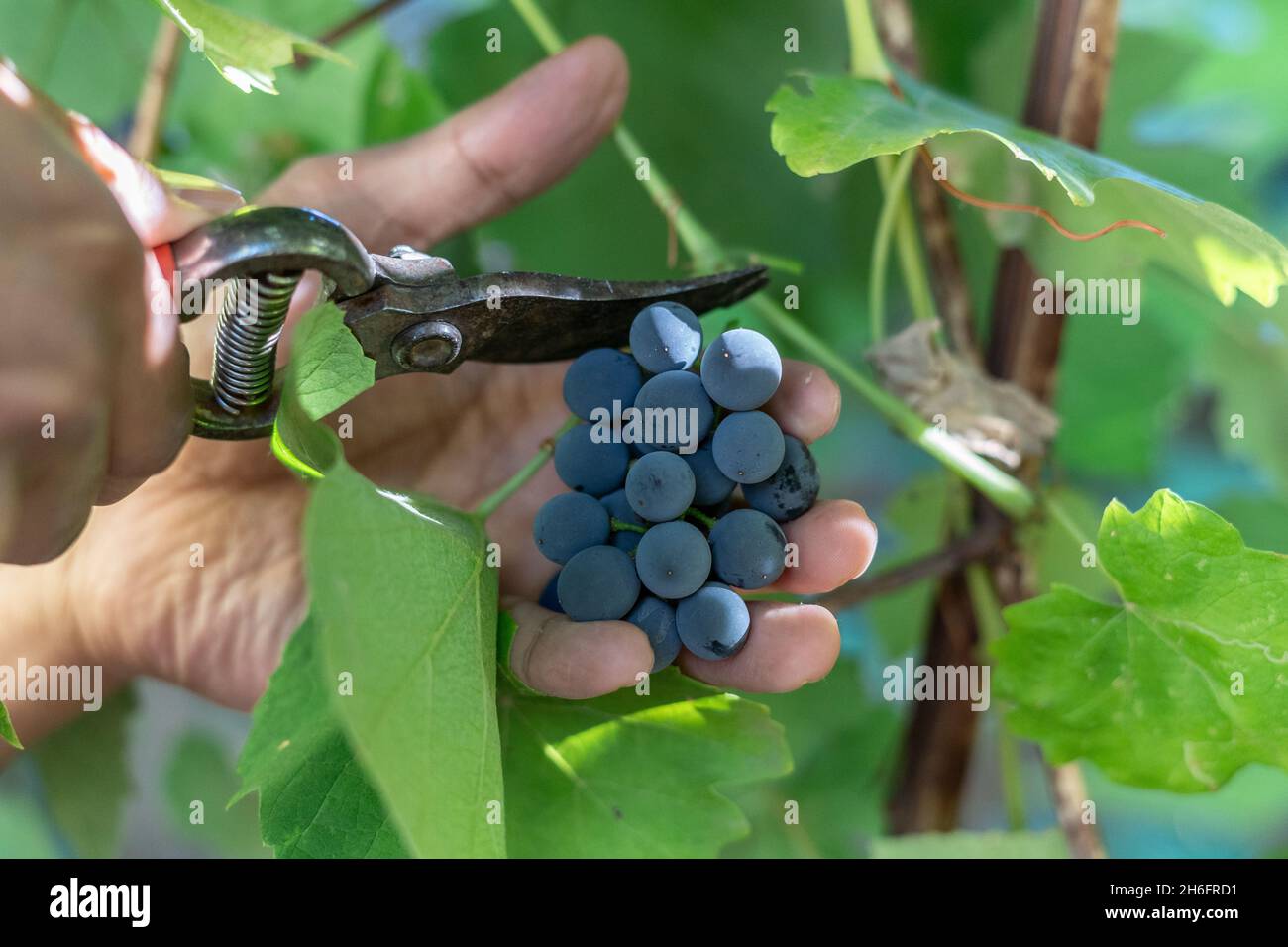 Close-up shot of hands cutting a branch of purple grapes on the ...
