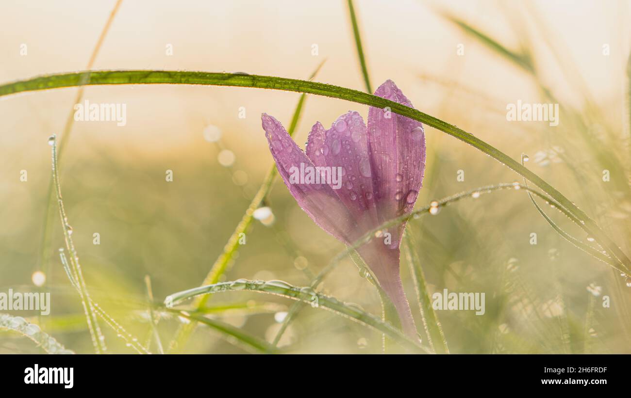 Crocus autumnale in grass hi-res stock photography and images - Alamy