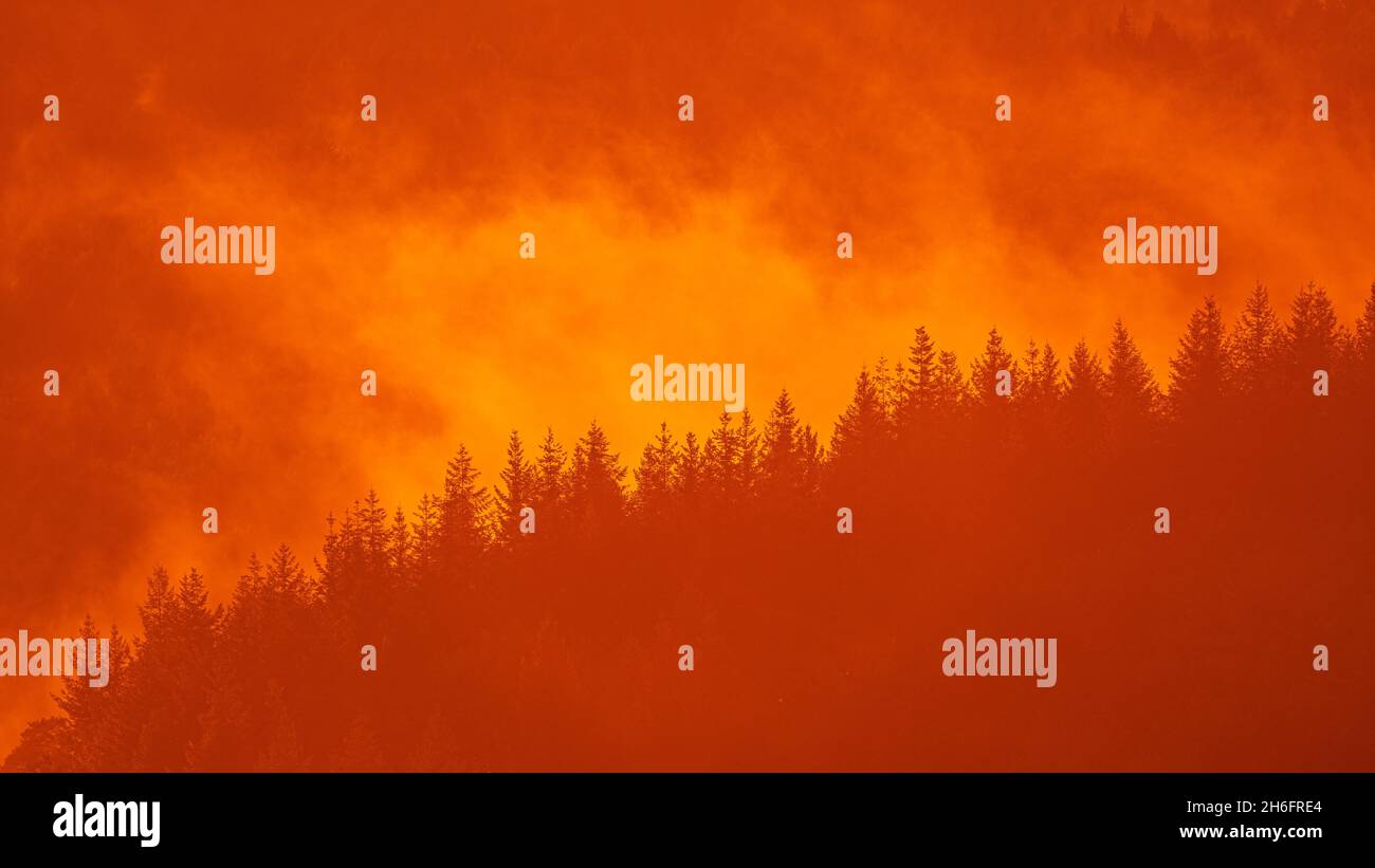 Sunlight sets forest light hi-res stock photography and images - Alamy